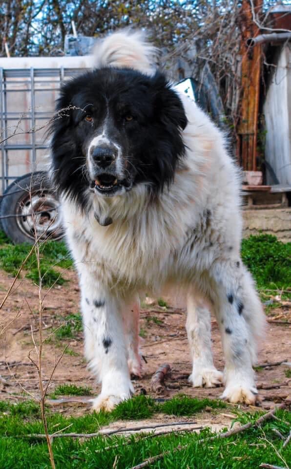 Greek Shepherd Dog