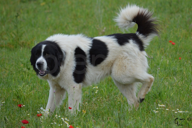 Greek Shepherd Dog