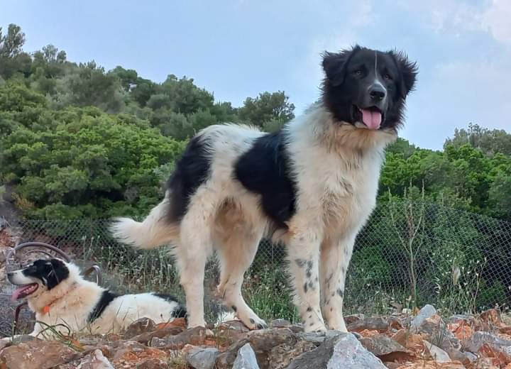 Greek Shepherd Dog